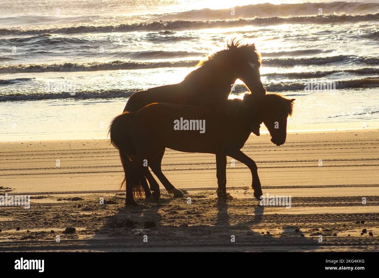 A beautiful shot of two wild horses playing together on a sandy beach ...