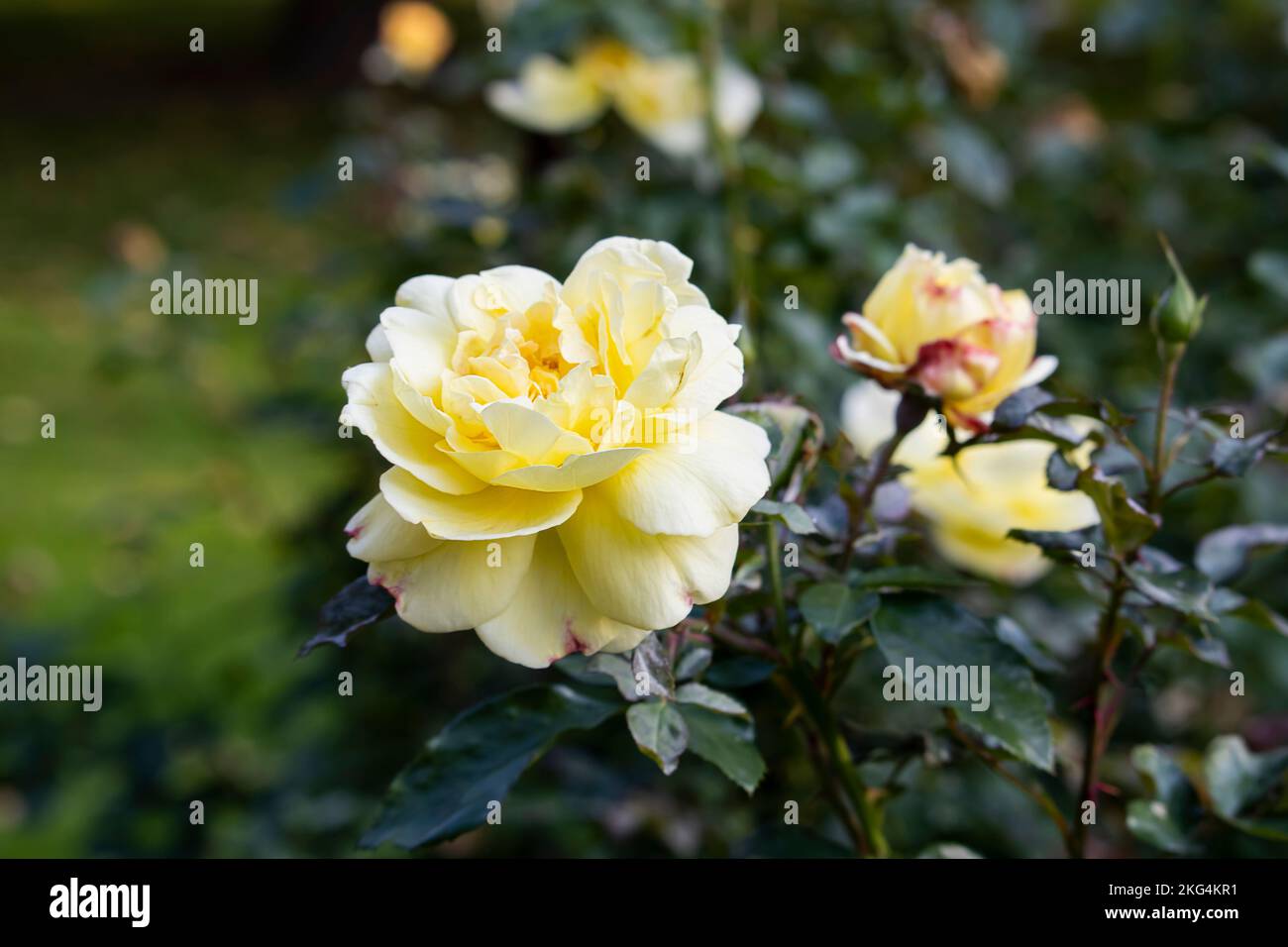 Rosa foetida, Yellow Rose ,Hybrid tea rose 'Ambiente' Stock Photo - Alamy