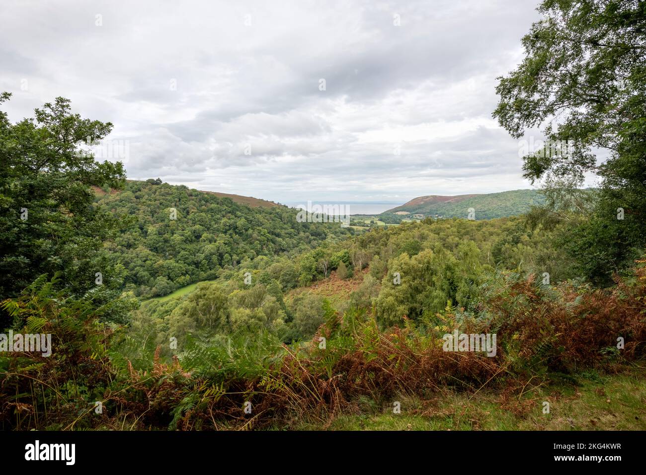 Landscape photo of Horner woods in Exmoor National Park Stock Photo - Alamy