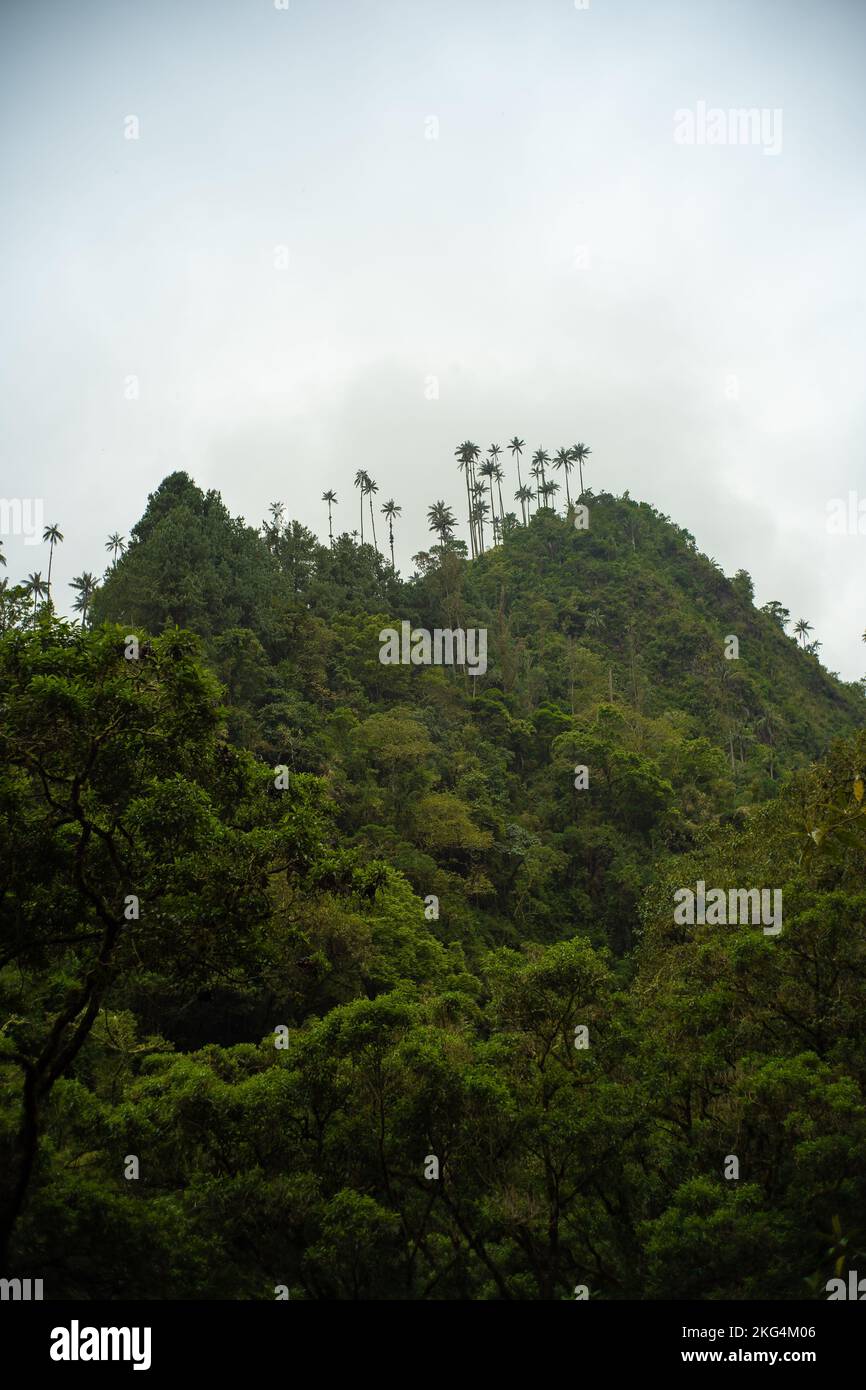 The Beautiful Landscape of Green Fields near the World's Tallest Wax ...