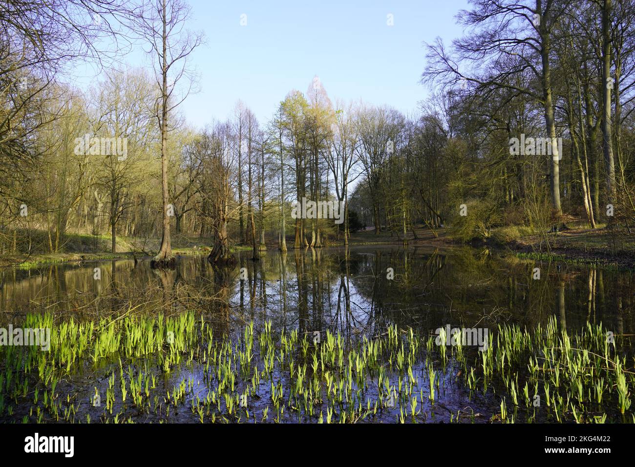 A swamp landscape in spring in Rommbergpark, Dortmund, Germany Stock ...