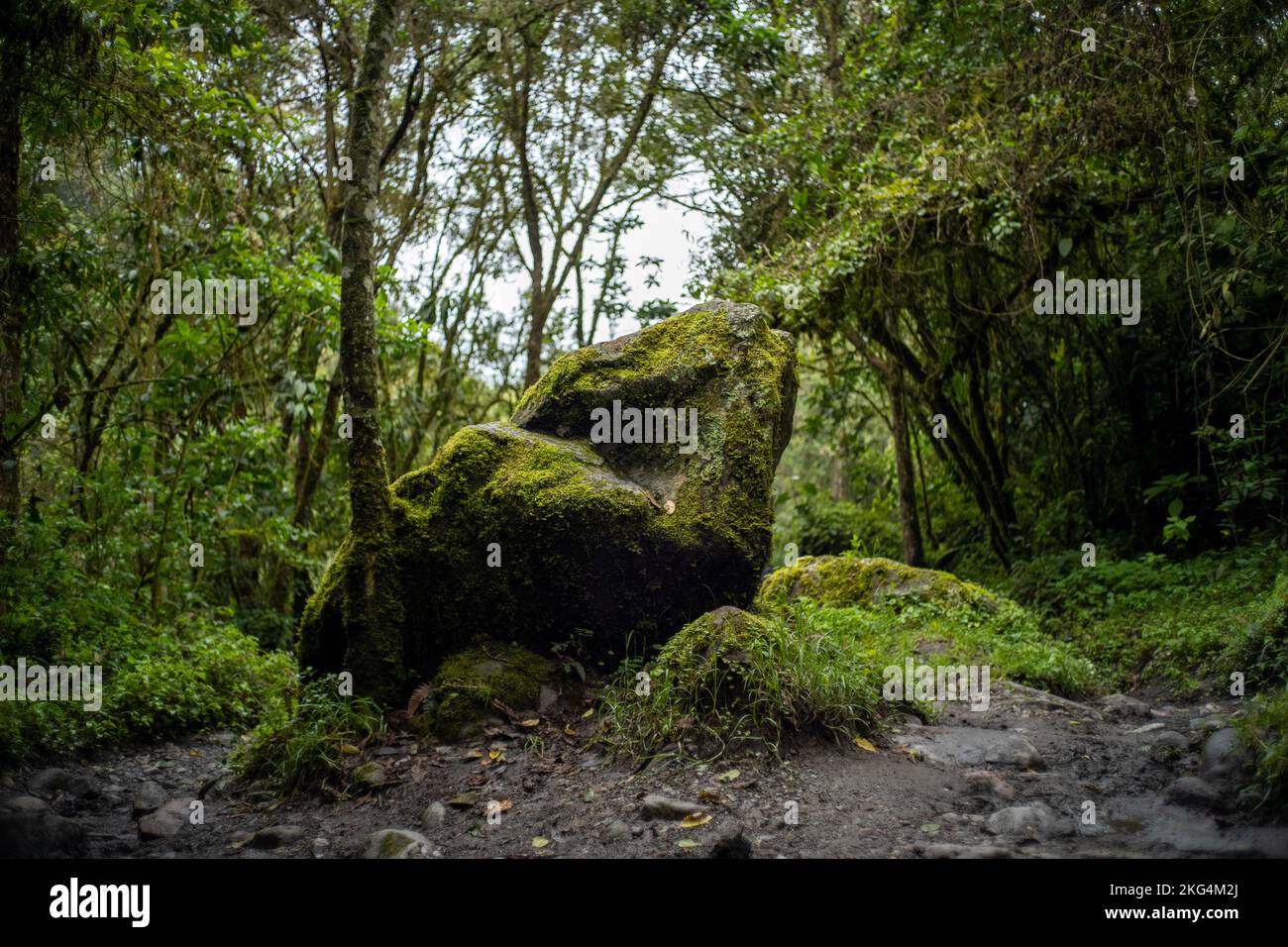 Big Rock in the Middle of a Pathway Covered in Green Moss in a Sub ...