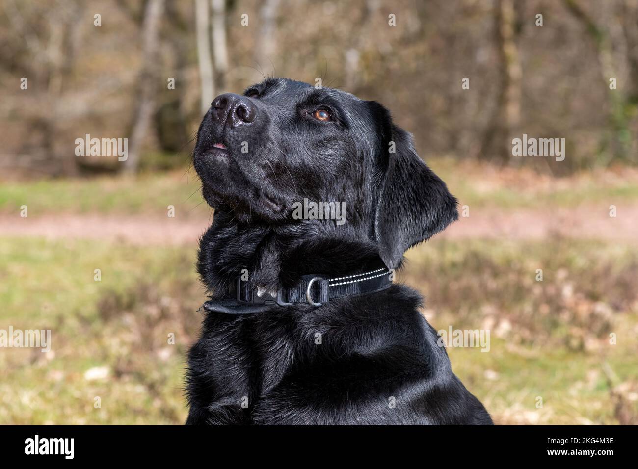 Head shot of a cute black Labrador Stock Photo - Alamy