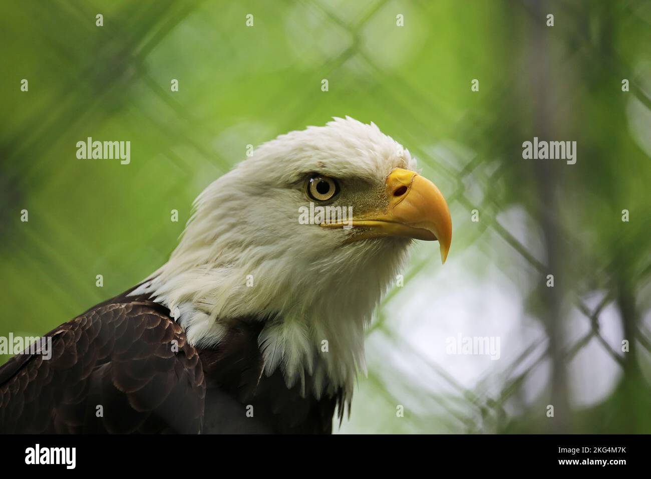 Bald Eagle Screensavers Winter