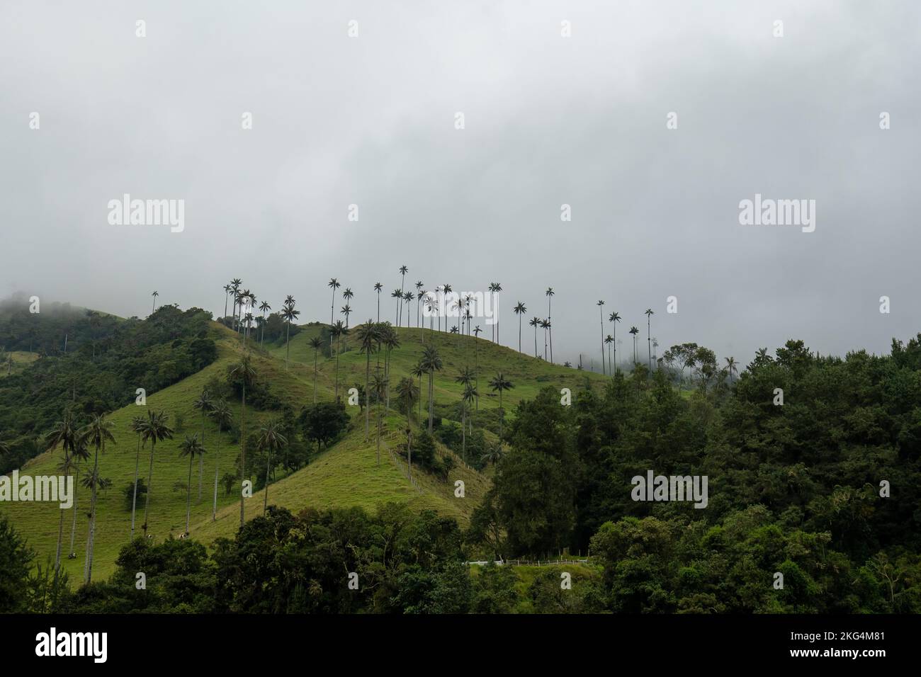 The Beautiful Landscape of Green Fields near the World's Tallest Wax ...