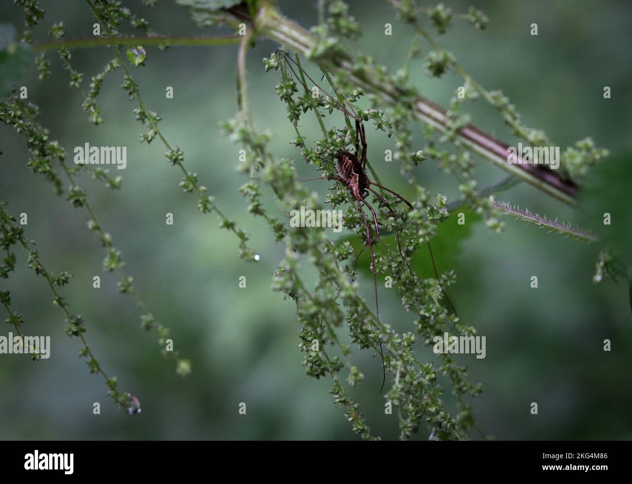 A selective shot of an Eastern leaf-footed bug (Leptoglossus phyllopus ...