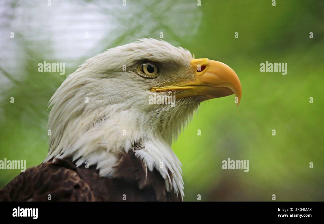 Eagle beak head head hi-res stock photography and images - Alamy
