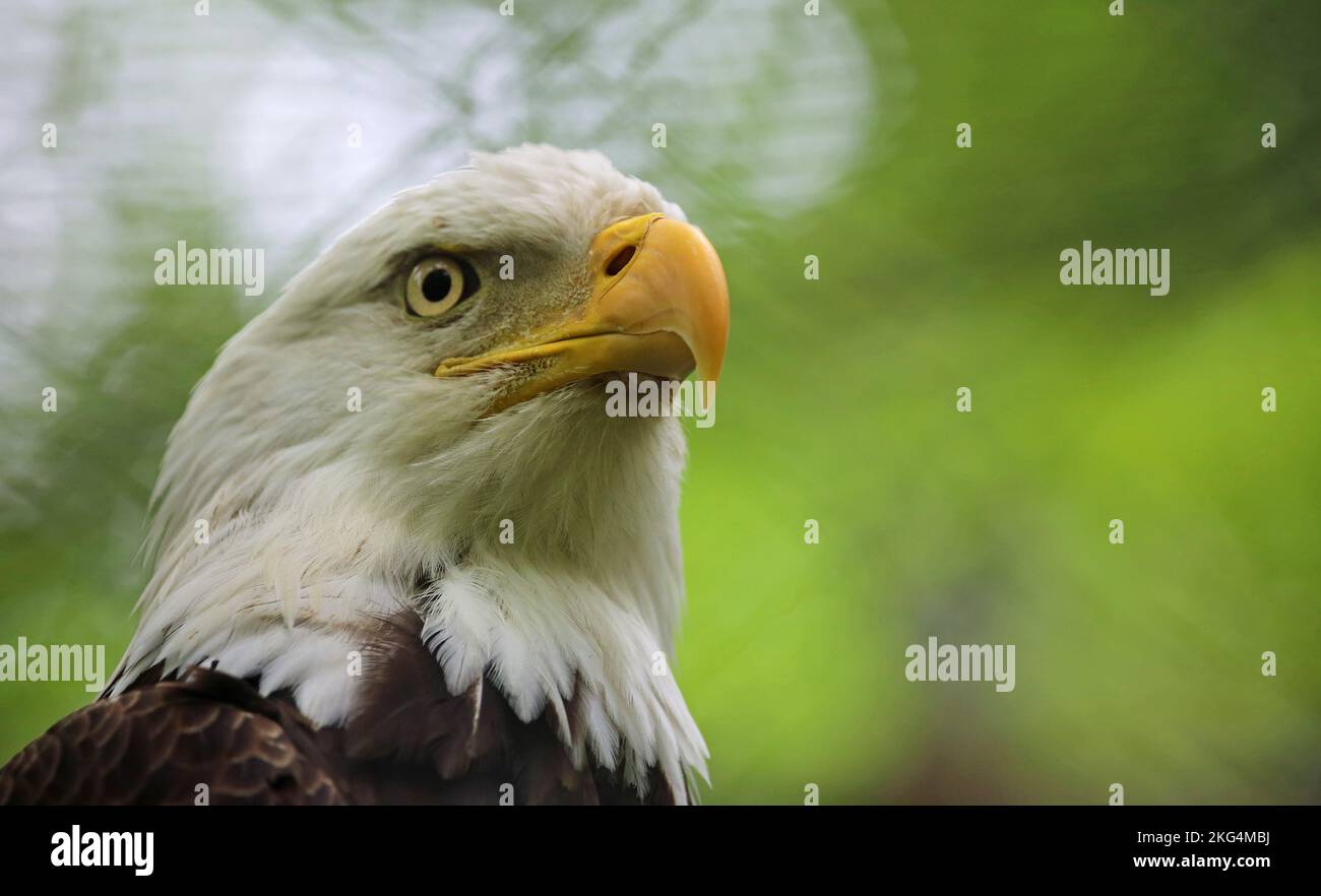 Bald eagle state forest hi-res stock photography and images - Alamy