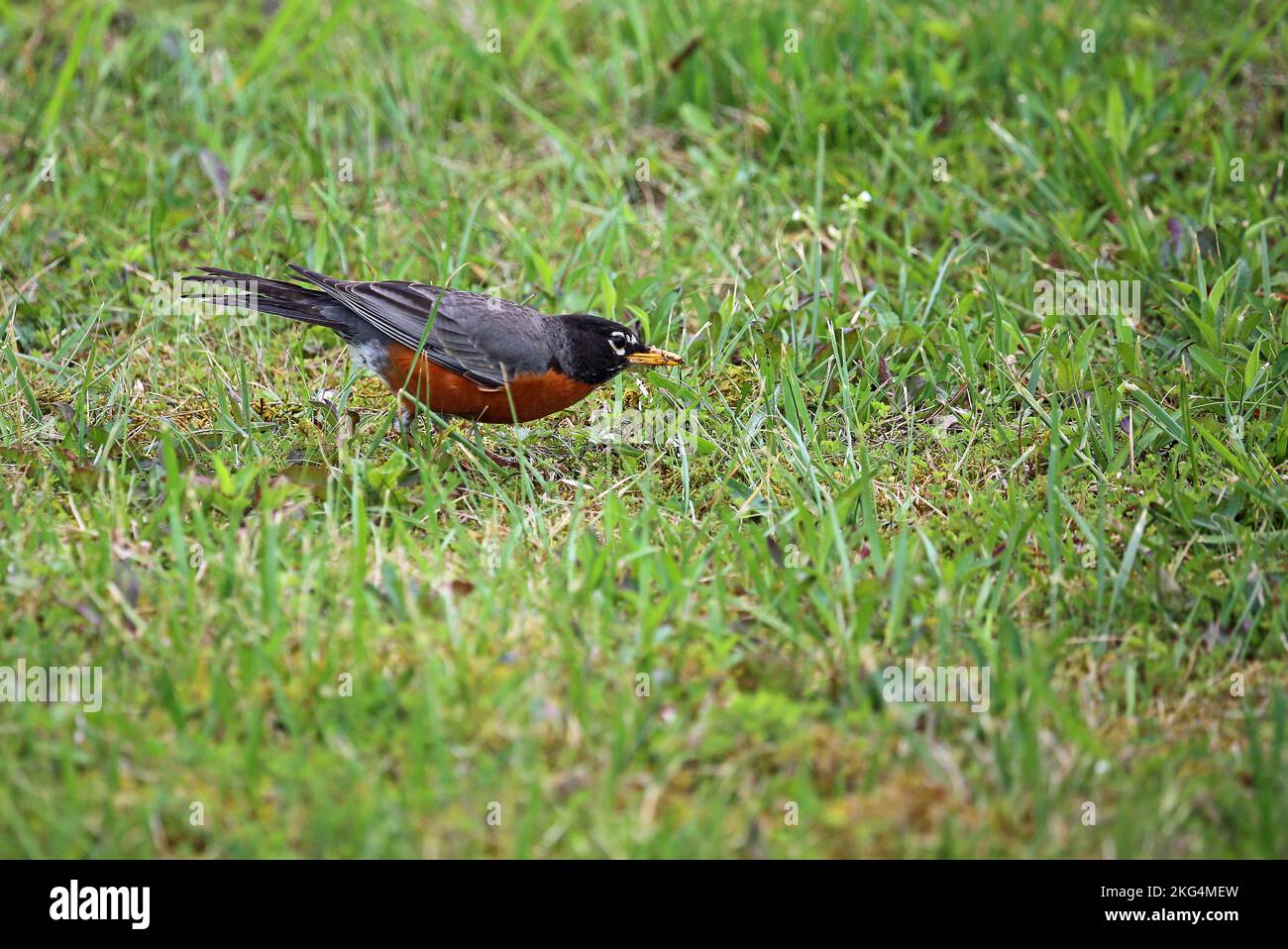 American Robin in profile - West Virginia Stock Photo - Alamy