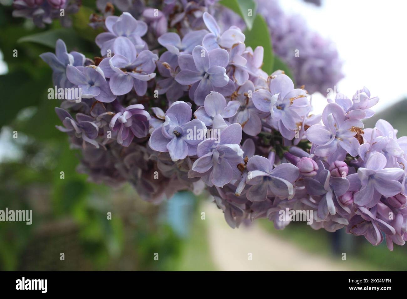 a branch of flowering lilacs. Flowering trees and bushes close-up ...