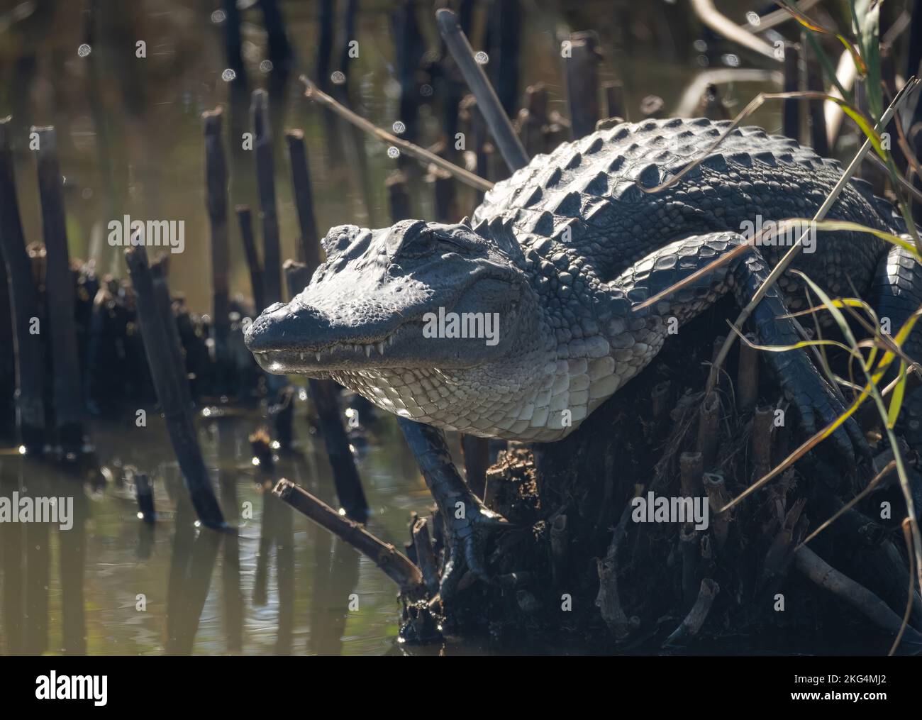 Close up of an American alligator perched on dead, broken bamboo stalks ...
