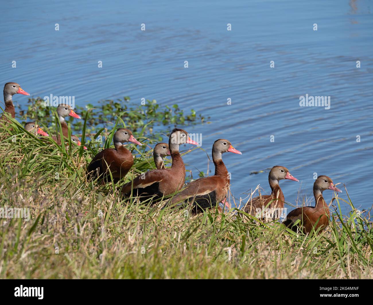 Shovelor duck hi-res stock photography and images - Alamy