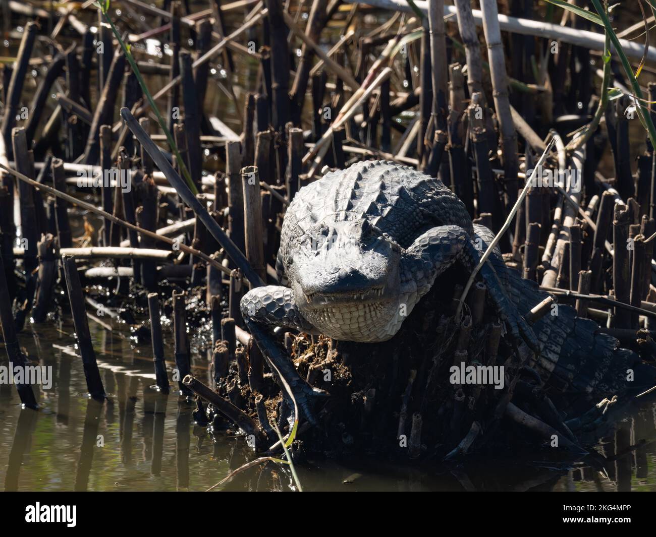 Large alligator perched on dead bamboo stalks at Anahuac National ...