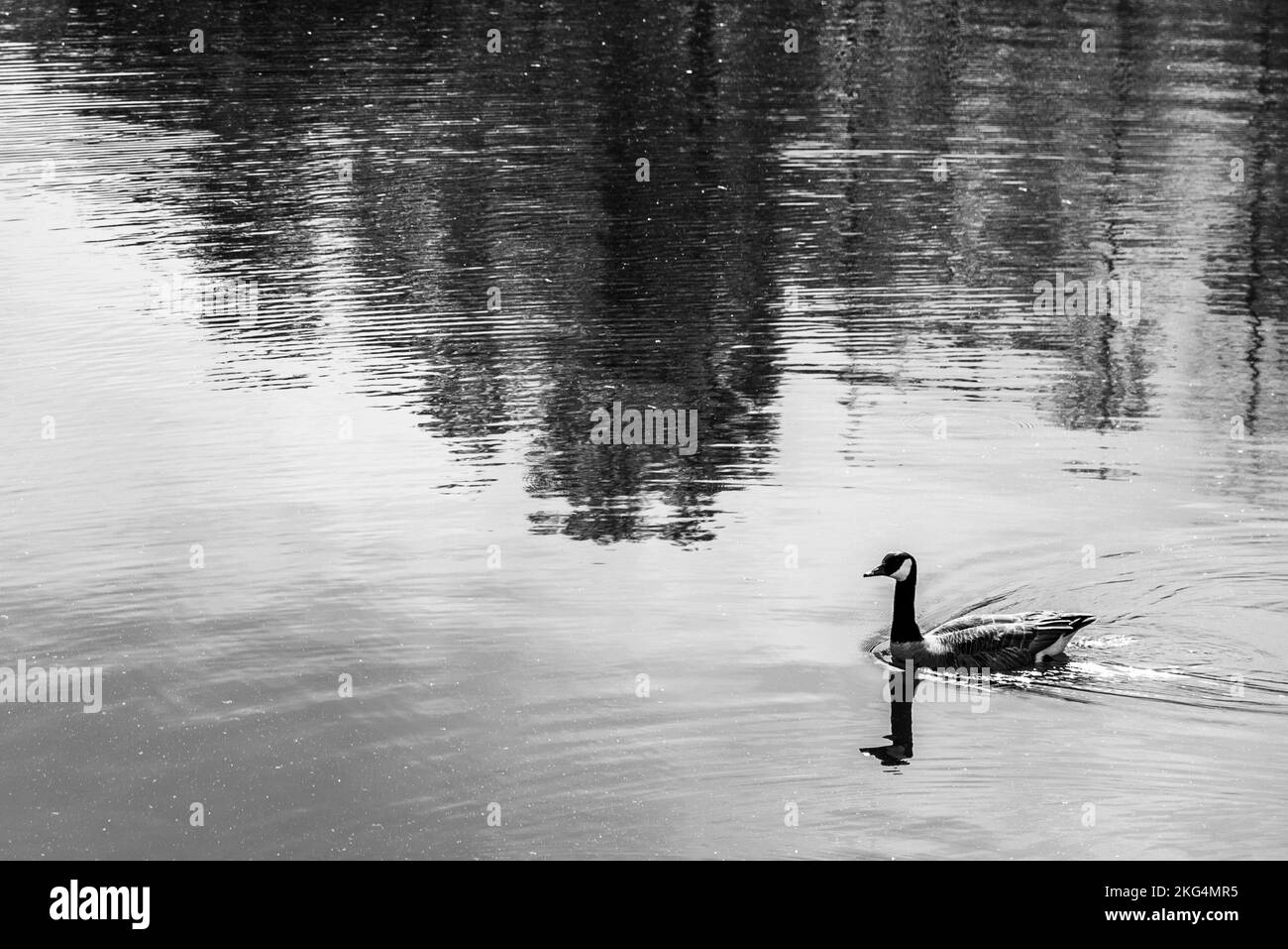 Duck in water Black and White Stock Photos & Images - Alamy