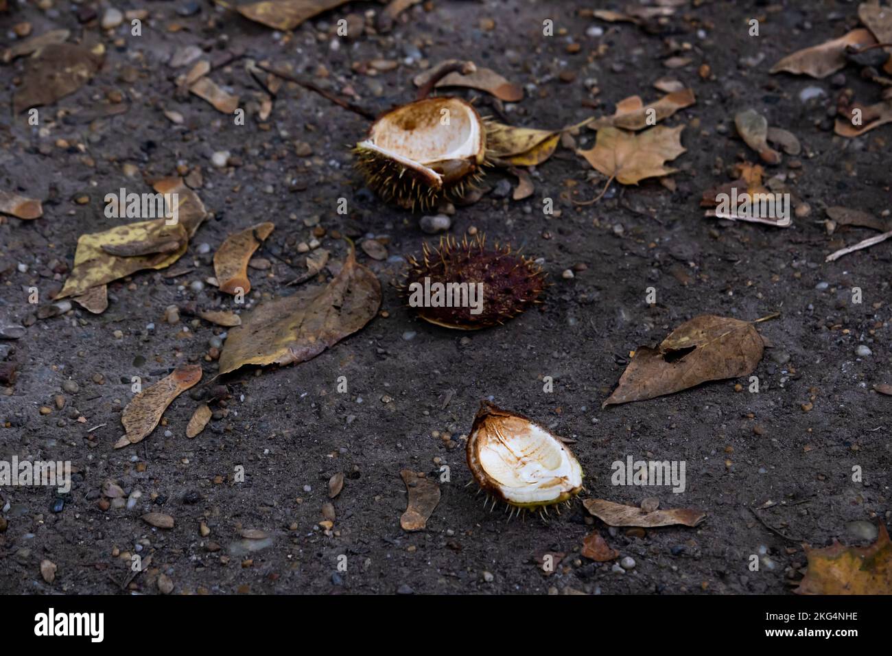 Chestnut shell , Castanea Stock Photo - Alamy