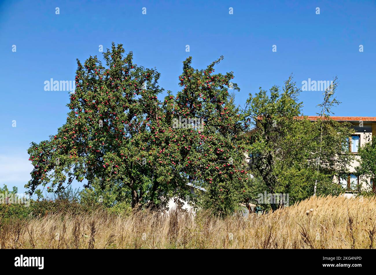 Apple tree garden view with white cottage in the background, Plana ...