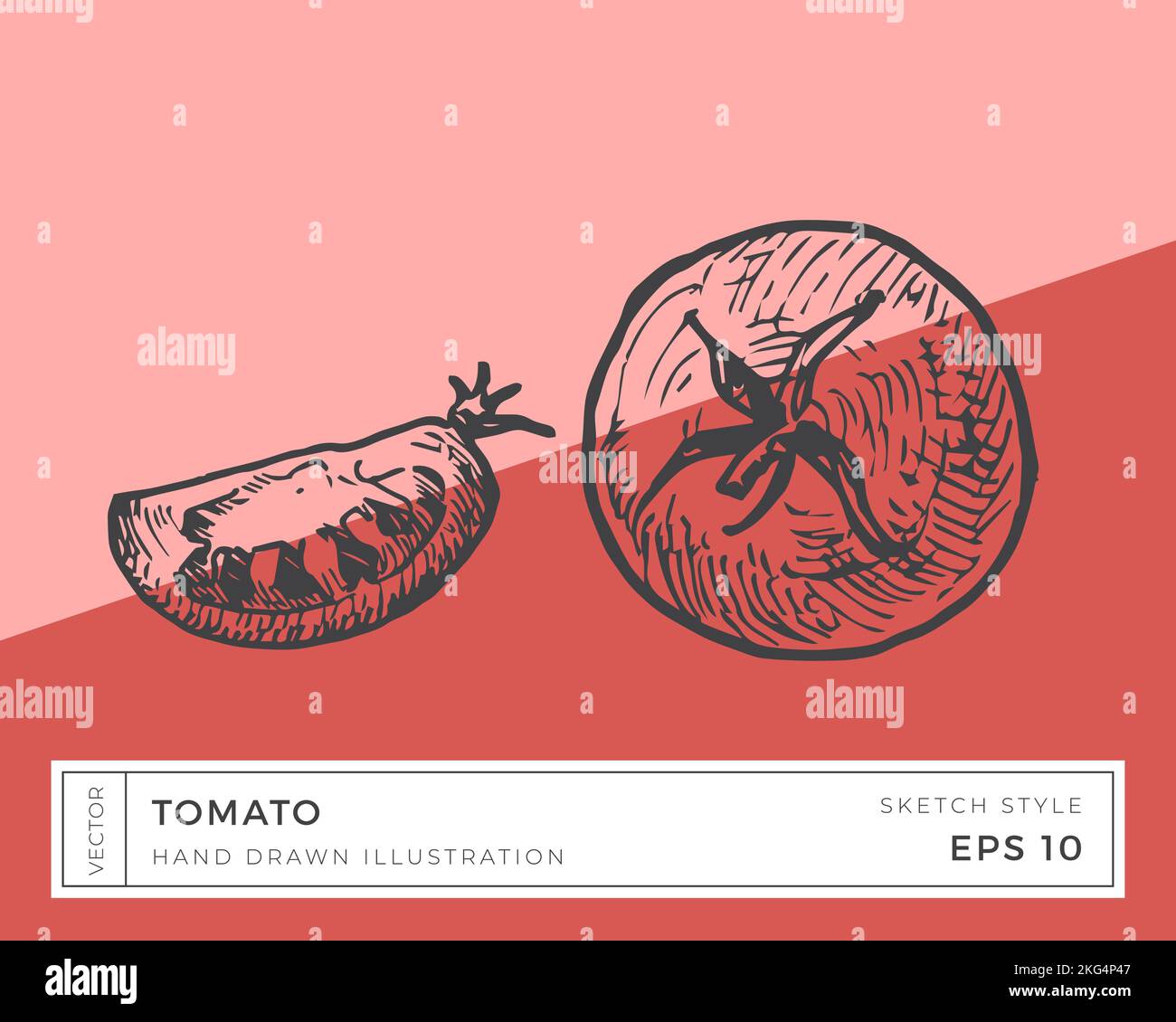 Hand Drawn Vector Tomato Vegetable Illustration. Vegan Based Food ...