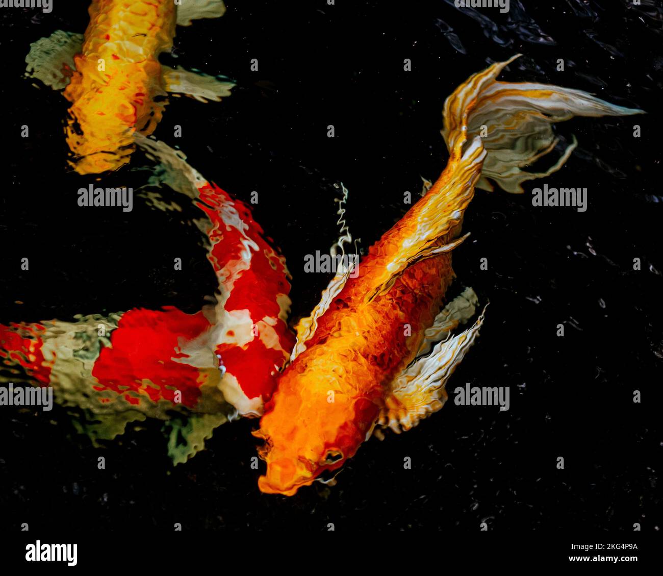 The Japanese colorful Koi Carps swimming in the calm lake water Stock ...