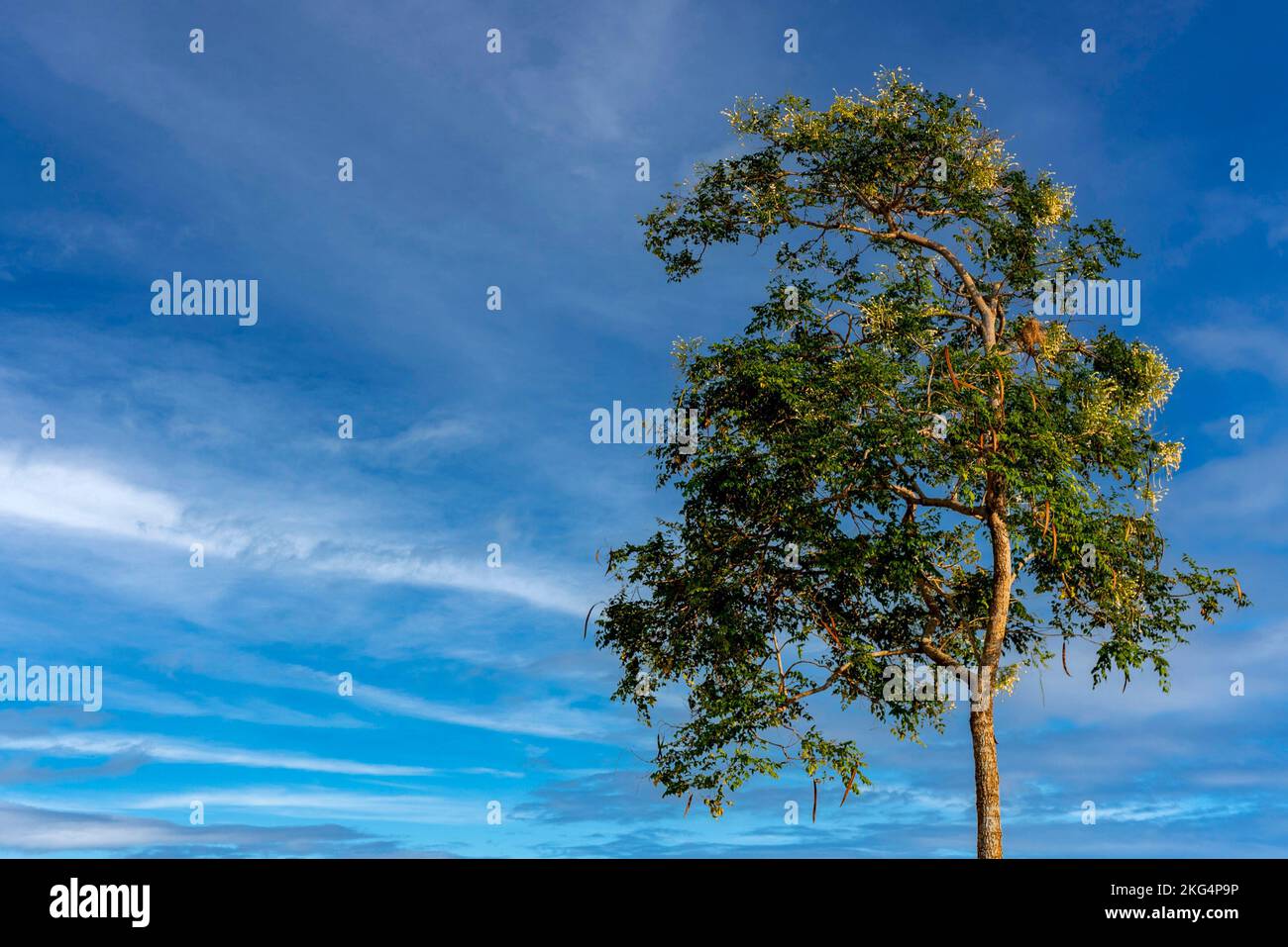 A beautiful shot of a tall lush green tree in a blue sky Stock Photo ...