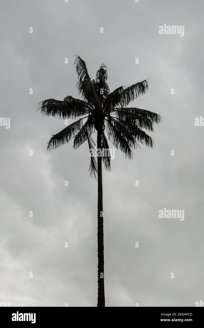 The World's Tallest Wax Palms (Ceroxylon quindiuense) Recognized by ...