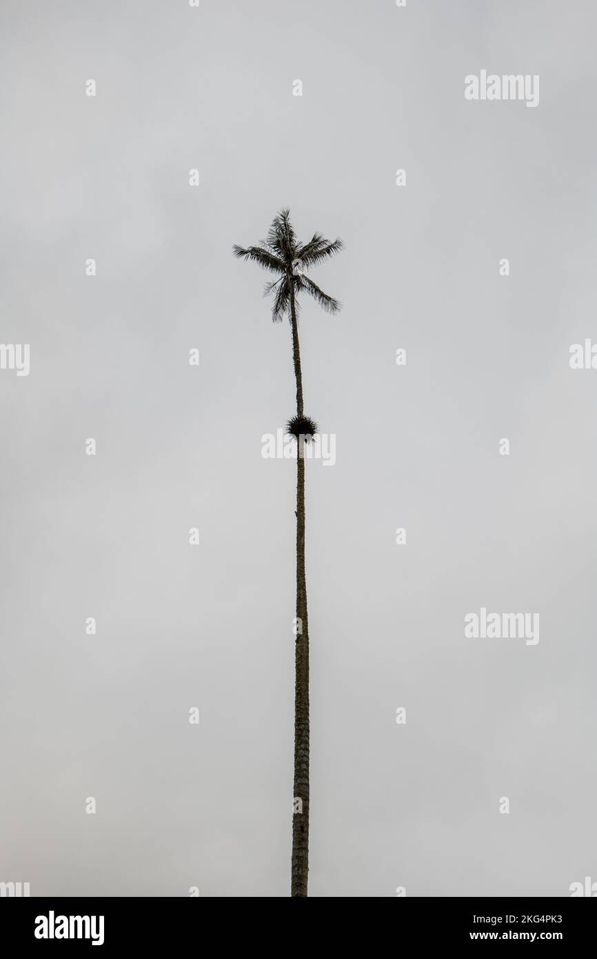 The World's Tallest Wax Palms (Ceroxylon quindiuense) Recognized by ...