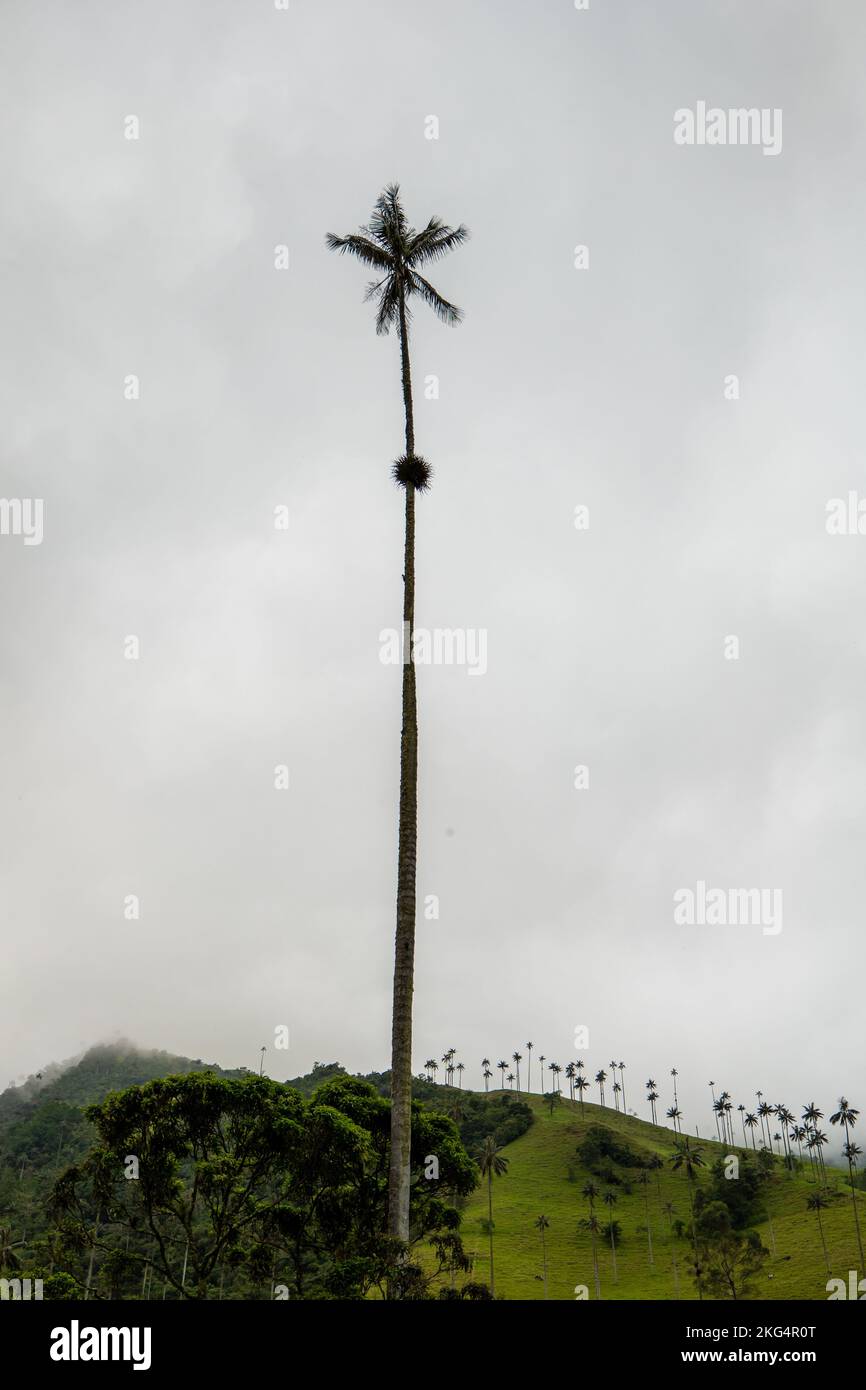 The World's Tallest Wax Palms (Ceroxylon quindiuense) Recognized by ...