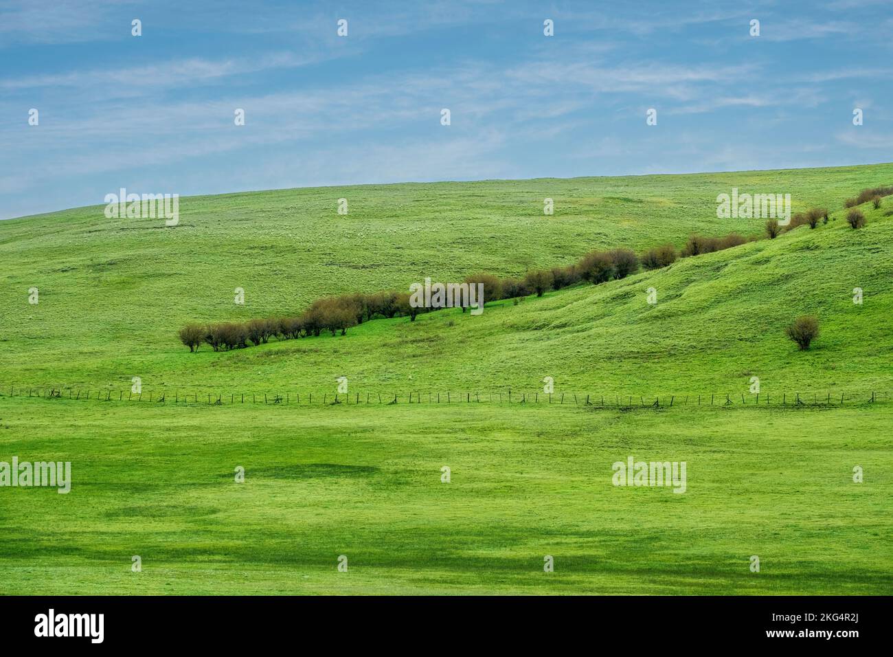 A line of trees across a green field on the Zumwalt Prairie in ...