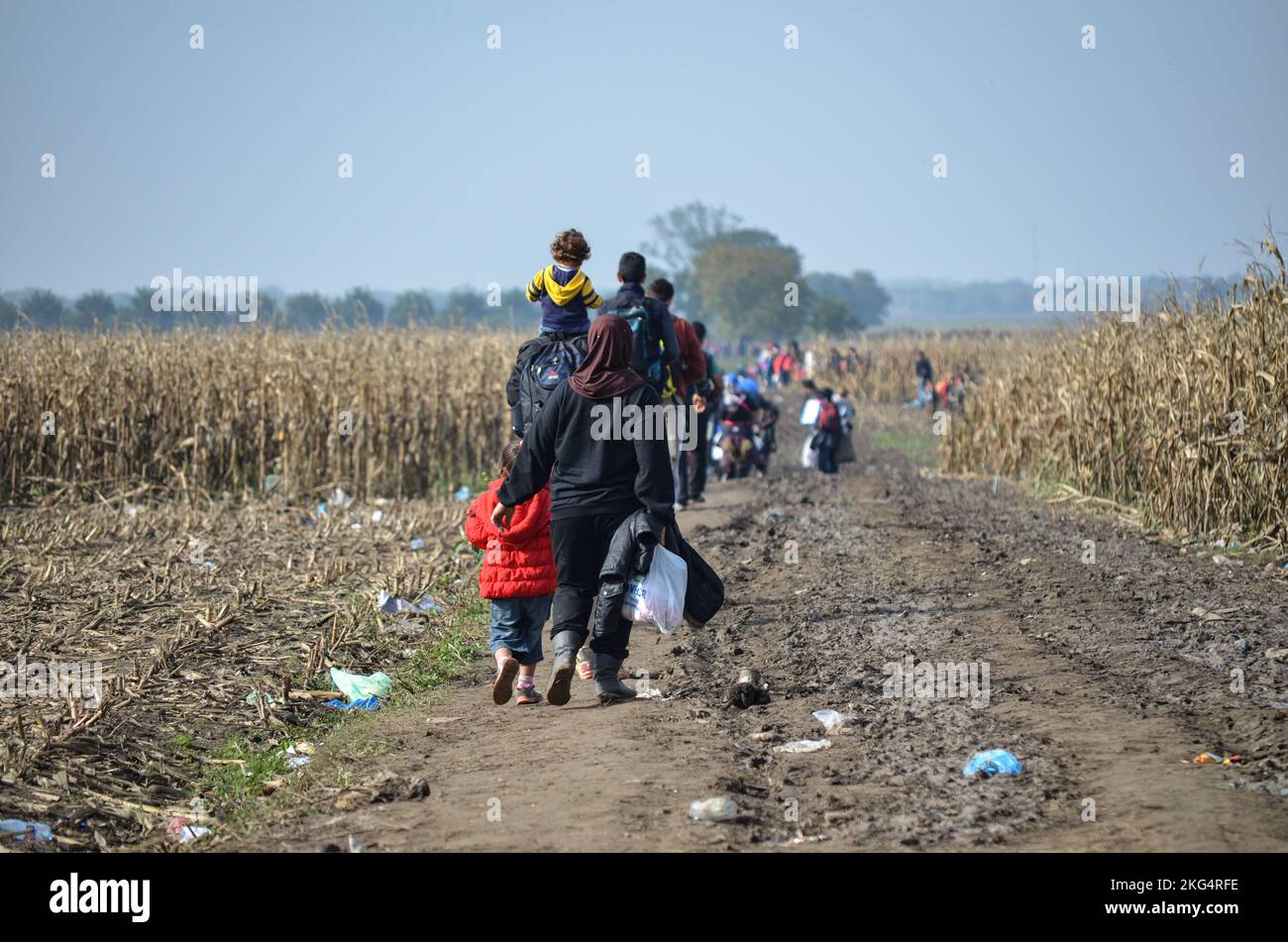 Refugees walking through the cornfield. Migrants trying to cross ...