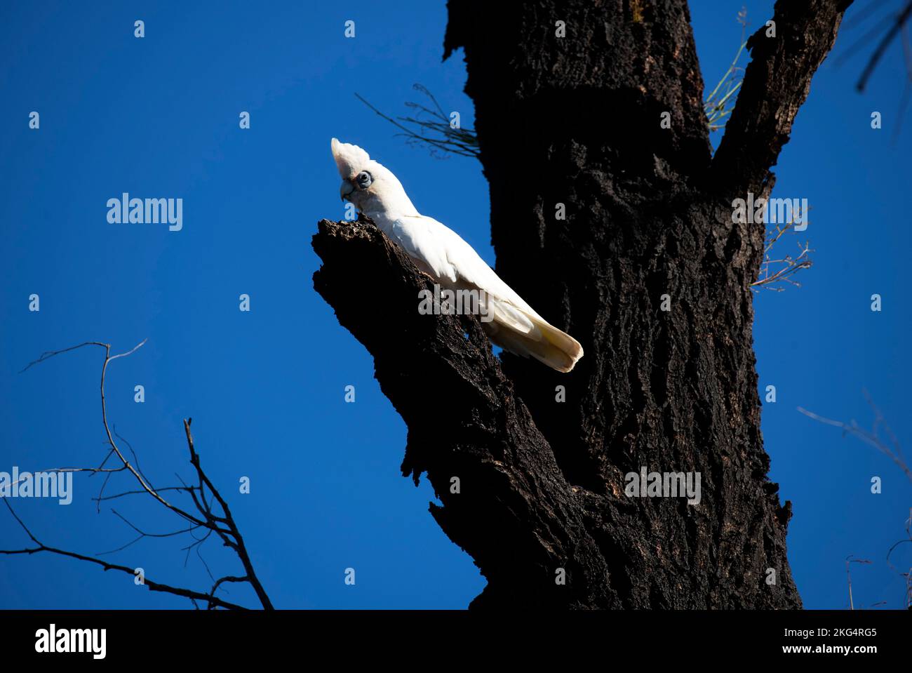 A Little Corella (Cacatua sanguinea) perching on a tree in Sydney, NSW ...