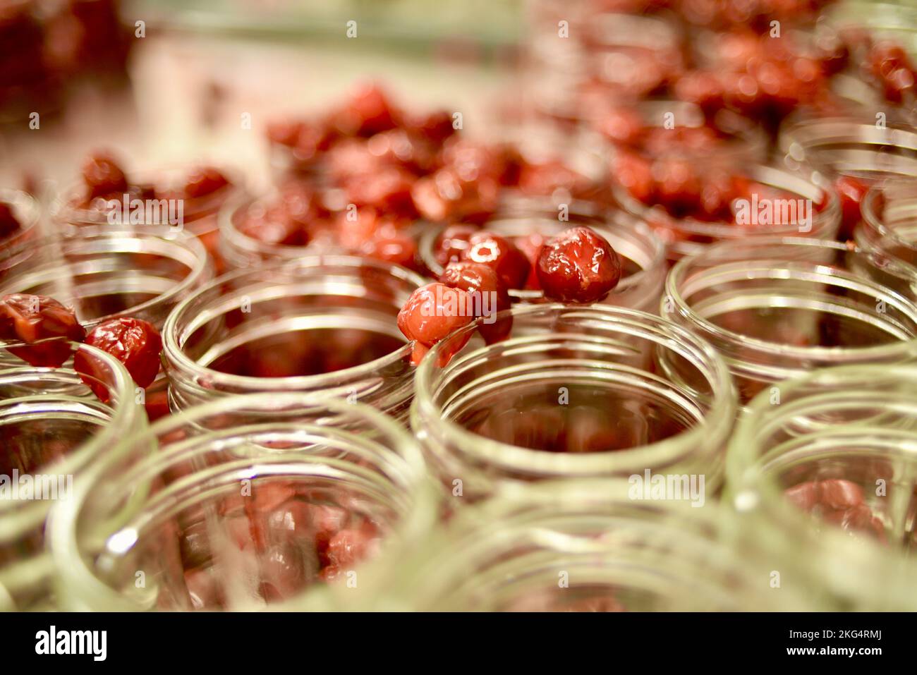 Freshly harvested Montmorency cherries preserved in glass canning jars ...