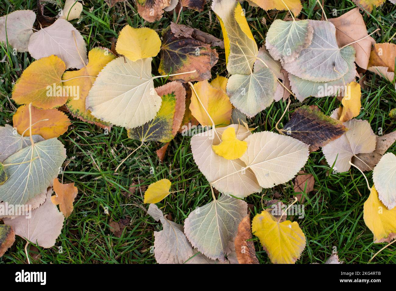 Hojas caídas en la hierba en otoño Stock Photo - Alamy