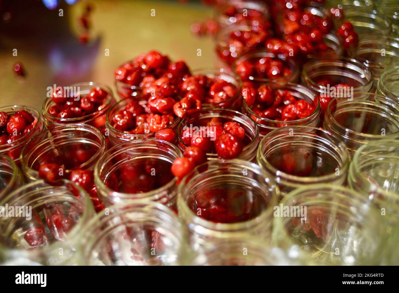 Freshly harvested Montmorency cherries preserved in glass canning jars ...