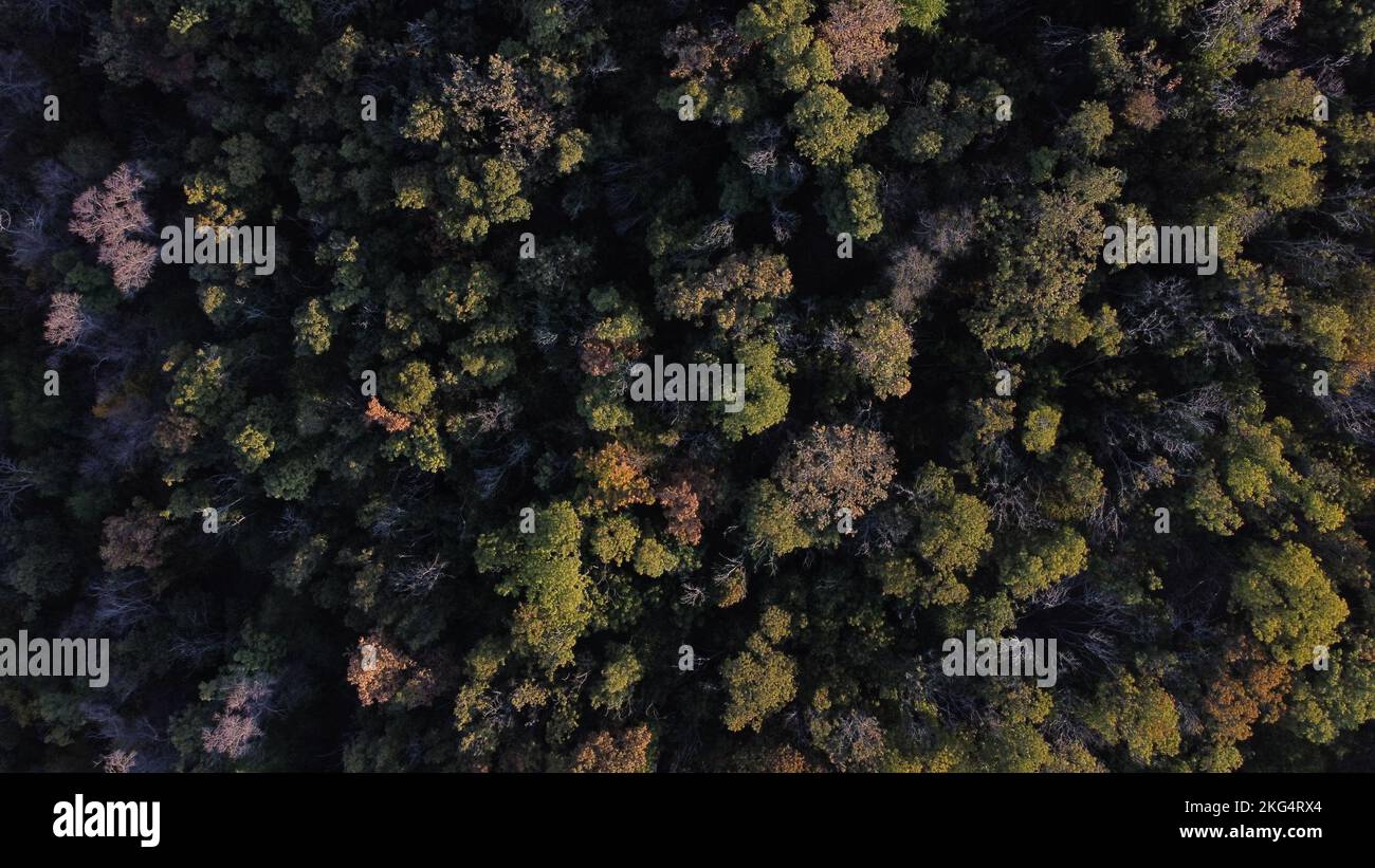 Thick forest area aerial hi-res stock photography and images - Alamy