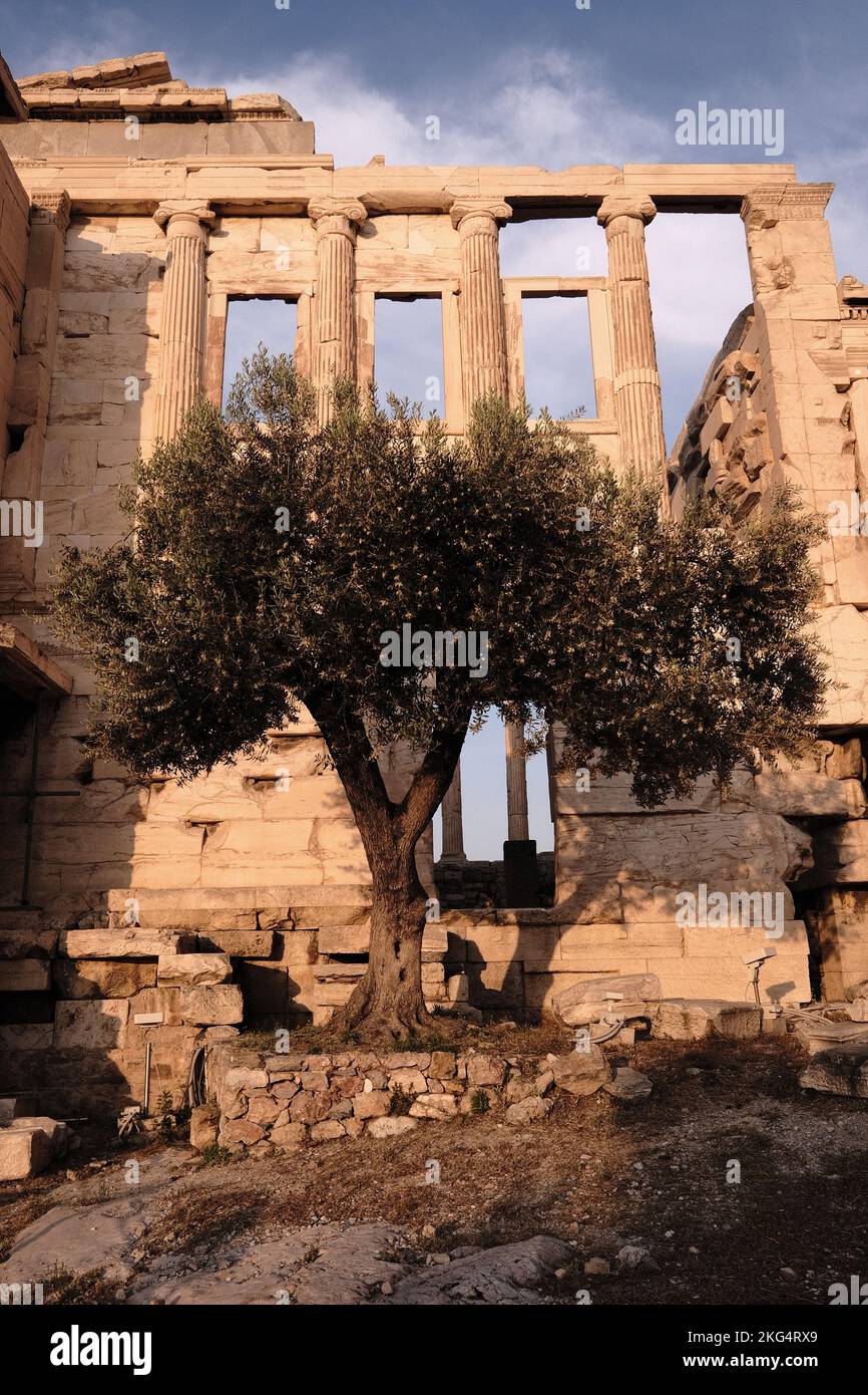 A vertical shot of a tree near the ruins of of a temple in Athens ...