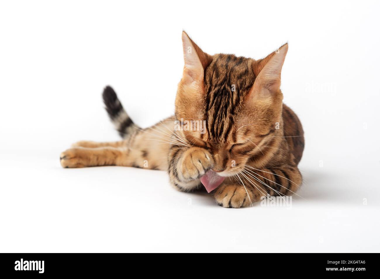 Domestic red cat washes on a white background. Bengal cat isolated ...