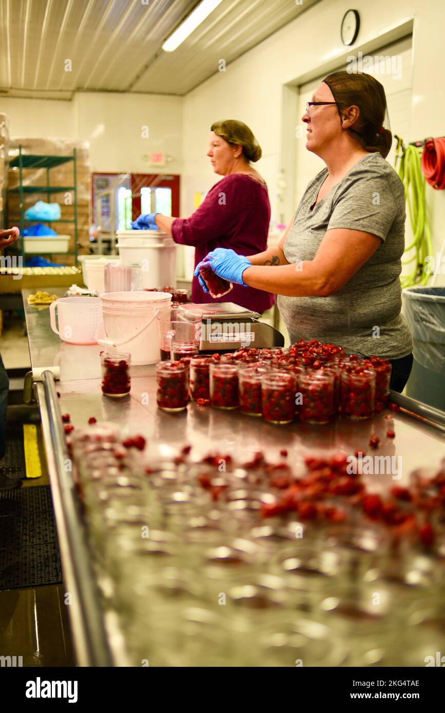Female workers in cherry processing plant, filling glass jars with cherries, at Seaquist ...