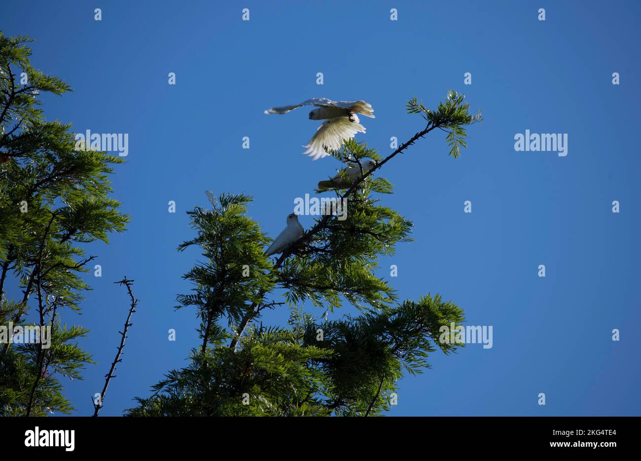 Three Little Corellas (Cacatua sanguinea) perching on a tree in Sydney ...
