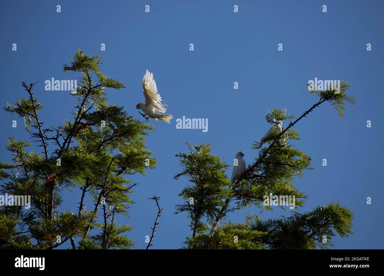 Three Little Corellas (Cacatua sanguinea) perching on a tree in Sydney ...