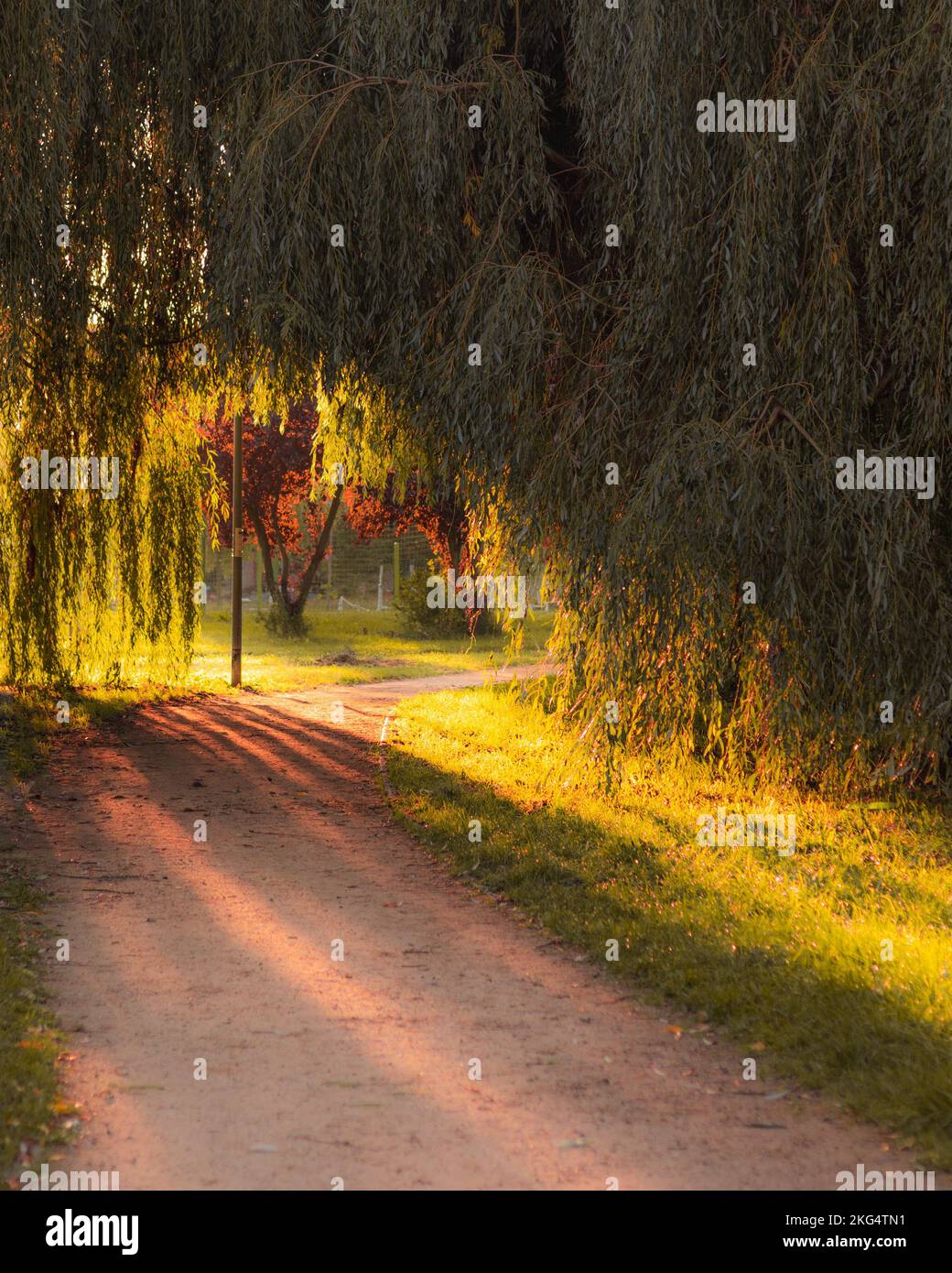 A vertical shot of forest path at sunset Stock Photo - Alamy