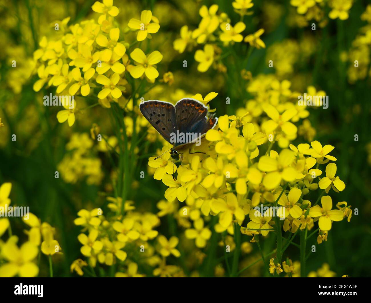 A selective shot of Sooty copper (Lycaena Tityrus) on the flowers of ...