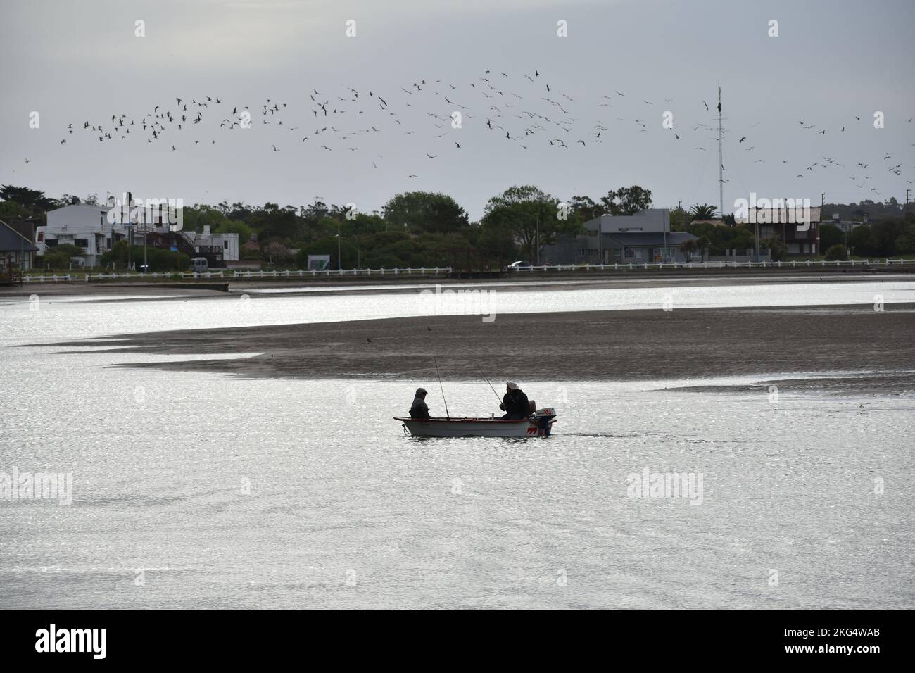 Fisher boat at Mar Chiquita, Argentina, with a flock of black skimmer ...