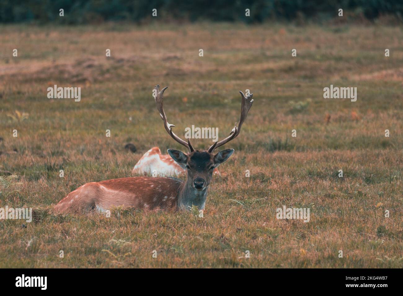 An adult deer with antlers lying on the dry grass in a field Stock ...