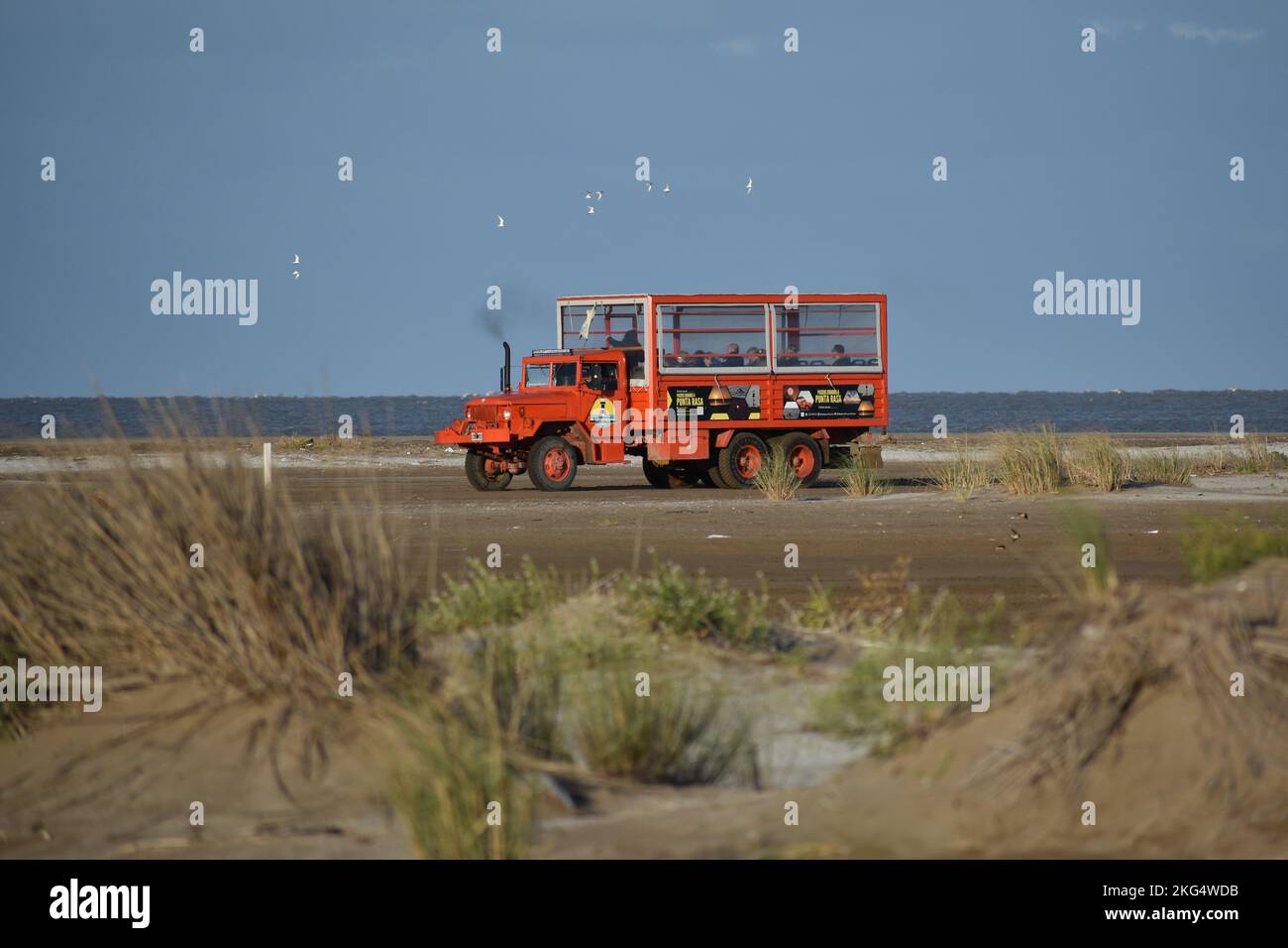 tourist transportation in a beach truck to Punta Rasa nature reserve ...