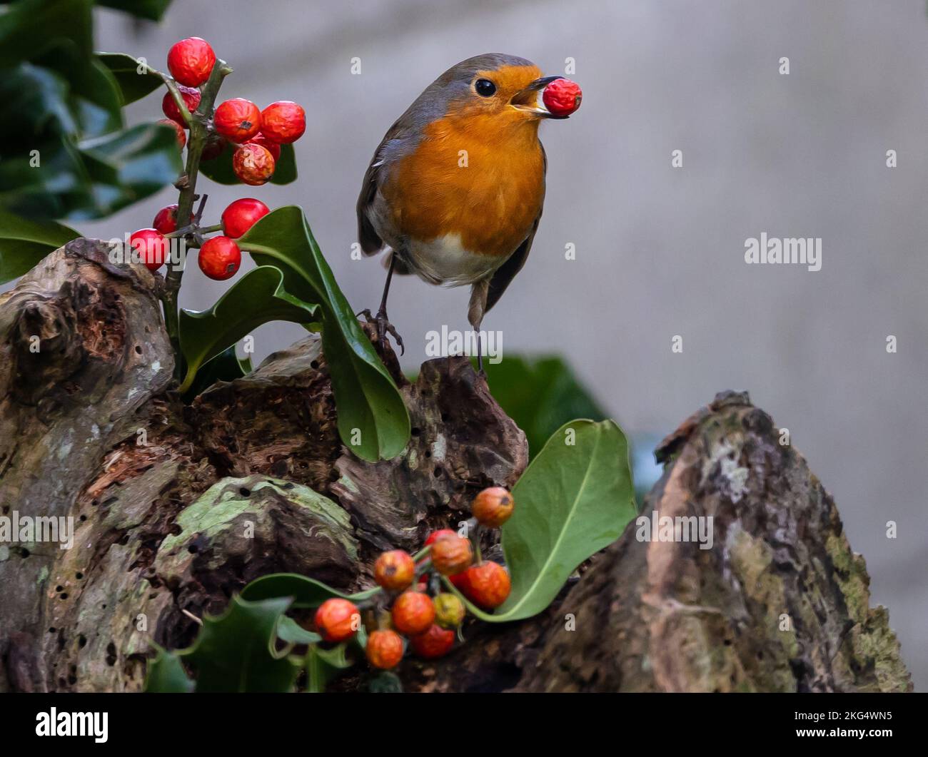 small birds photographed in my garden in the middle of winter like ...