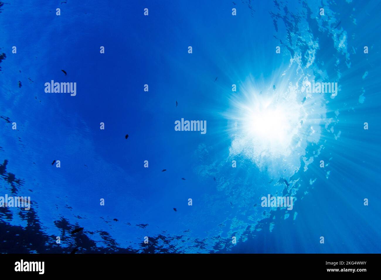 Looking up surface from underwater hi-res stock photography and images ...
