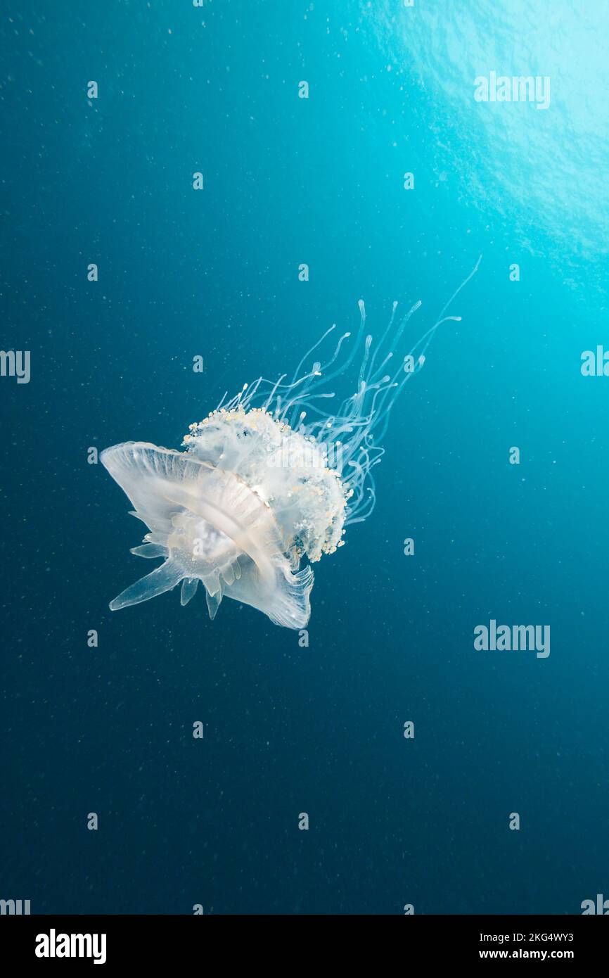 The crown jellyfish, Cephea cephea, is sometimes refered to as a ...