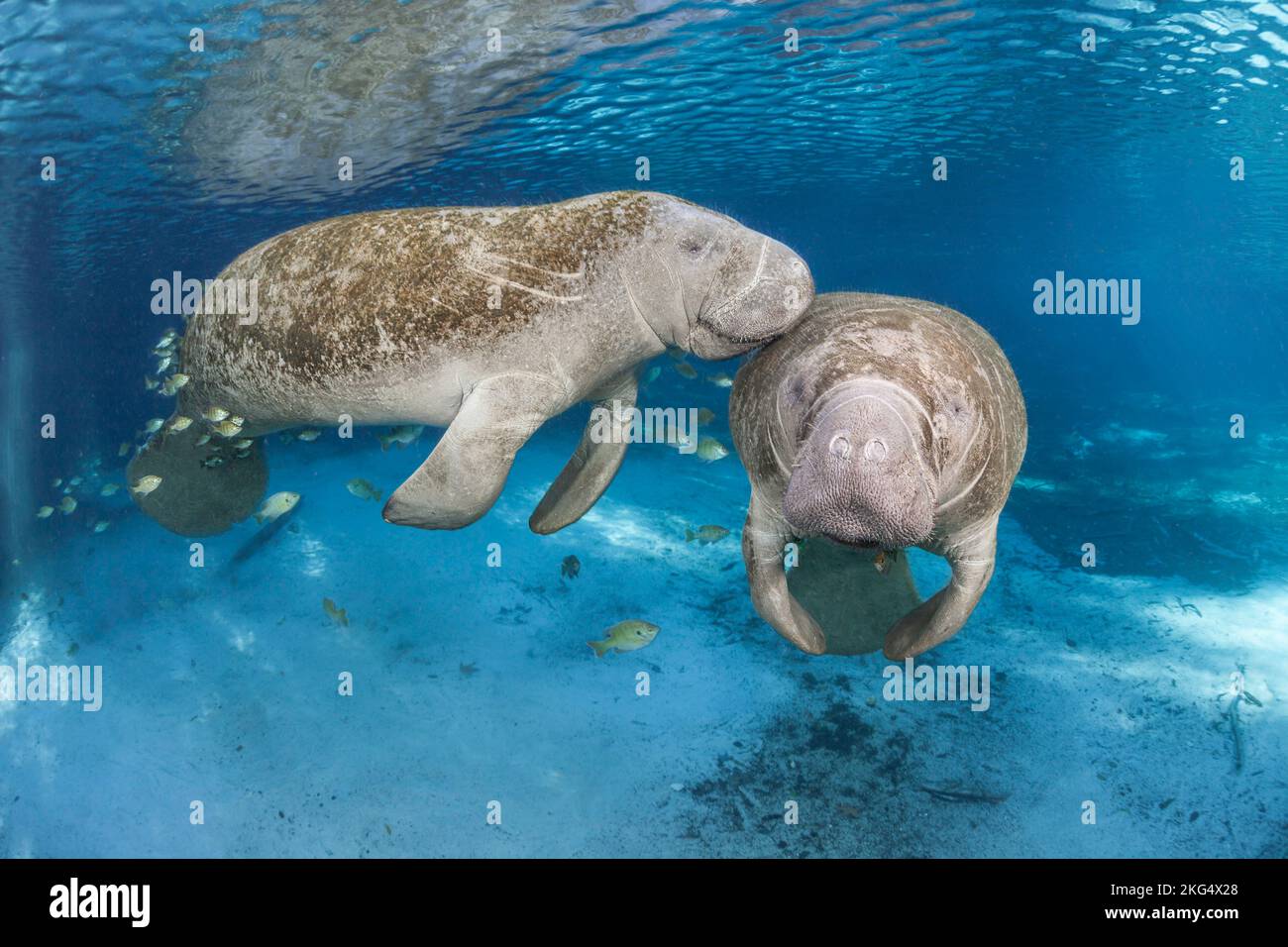 Endangered Florida Manatees, Trichechus manatus latirostris, gather at ...