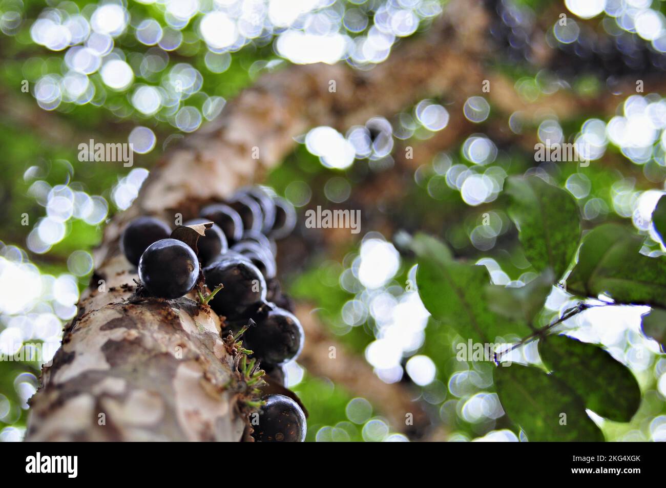 Jabuticabeira - jabuticaba tree Stock Photo - Alamy