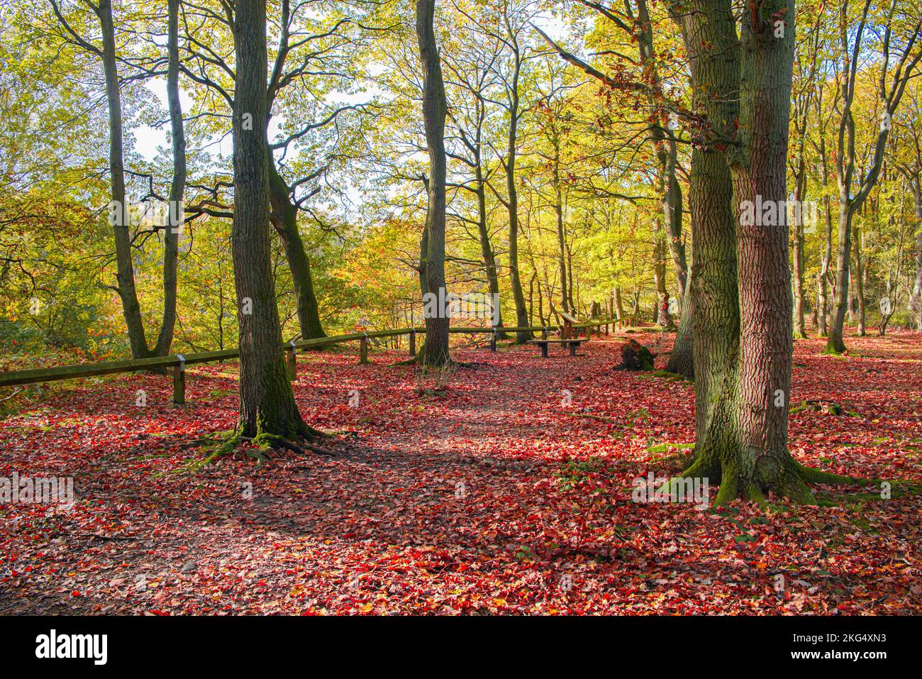 Woodland Autumnal colours all ways look good this time of the year in ...