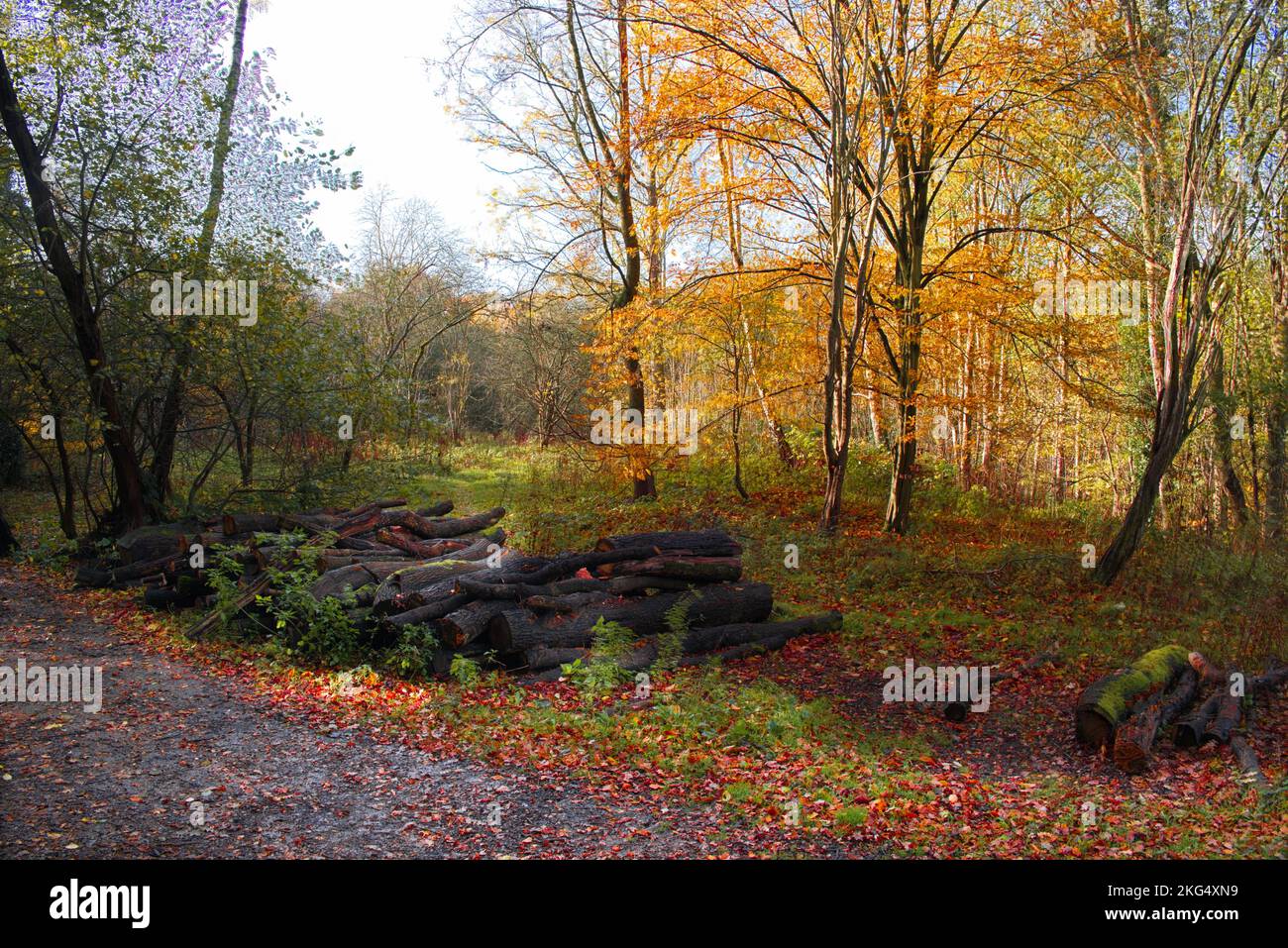 Woodland Autumnal colours all ways look good this time of the year in ...